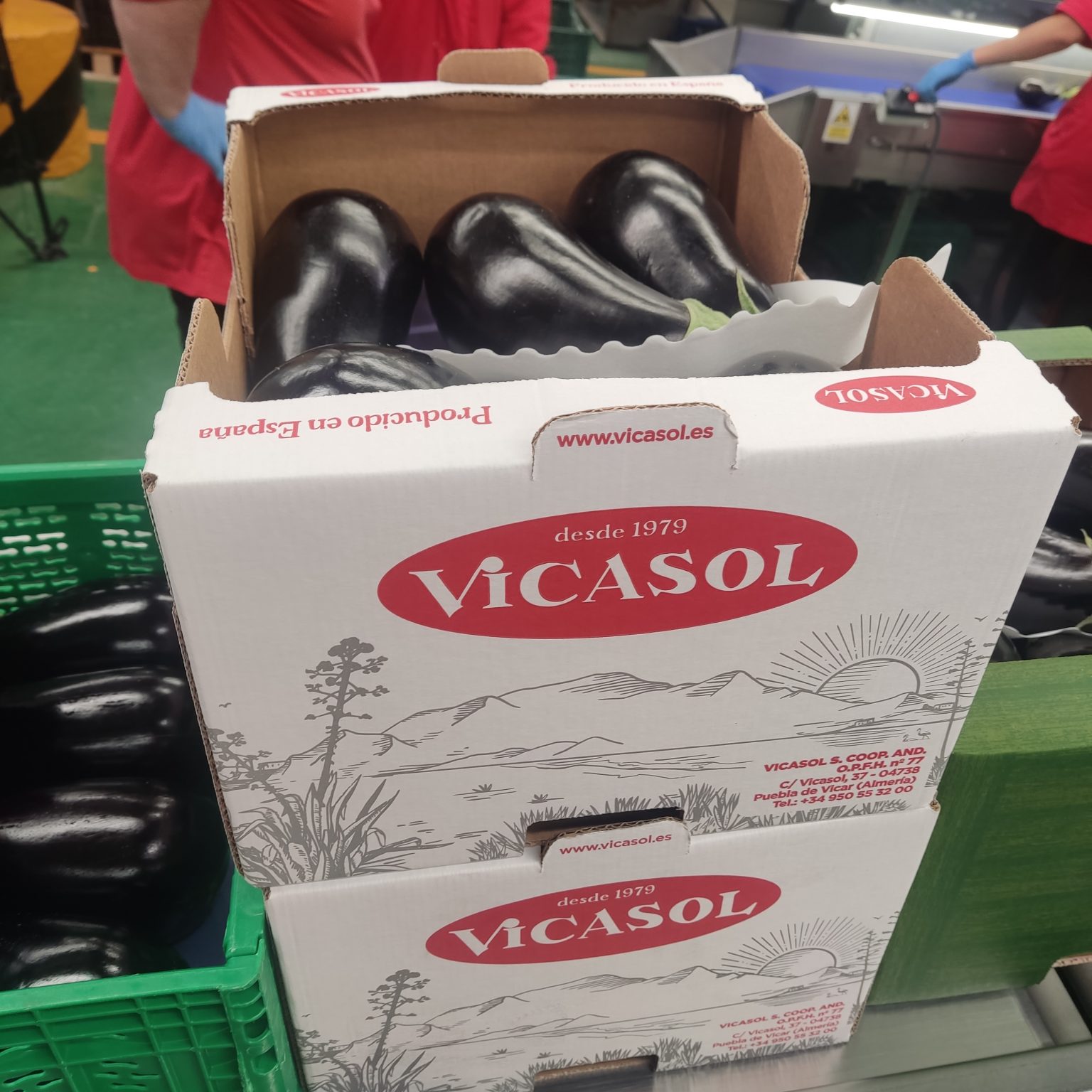 Las berenjenas de Vicasol en el programa de televisión “Salud al día ...